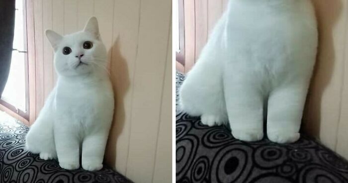 40 Of The Cutest “Kitty Cankles” Every Cat Lover Will Perhaps Admire ...
