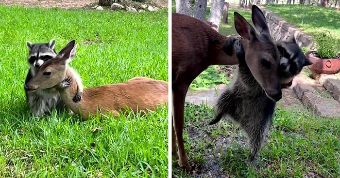 Raccoon Is Completely Obsessed With Fawn Who Lost Mom, Gives Her Hugs ...