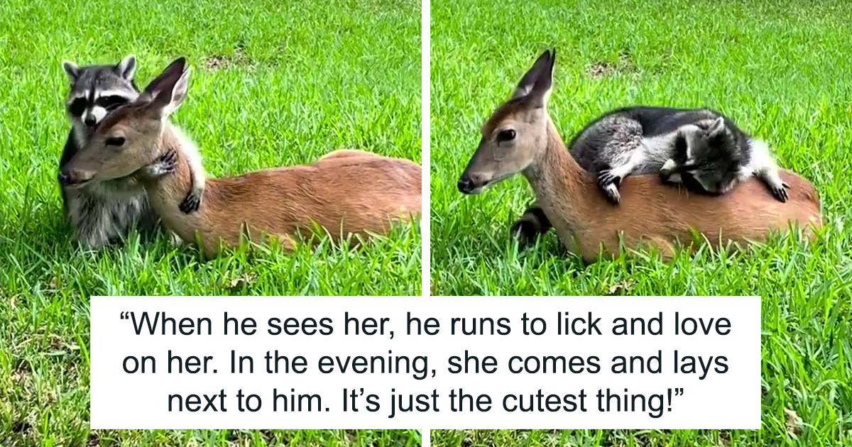 Raccoon Is Completely Obsessed With Fawn Who Lost Mom, Gives Her Hugs ...