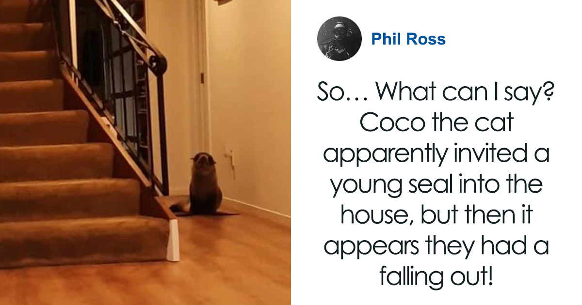 Cheeky Seal Breaks Into Family Home, Terrorizes Cat And Chills On Couch ...