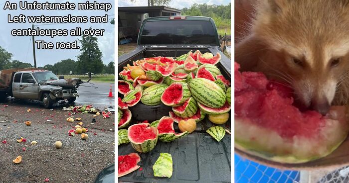 Animals At Wildlife Rescue Rejoice As Dozens Of Squashed Watermelons ...
