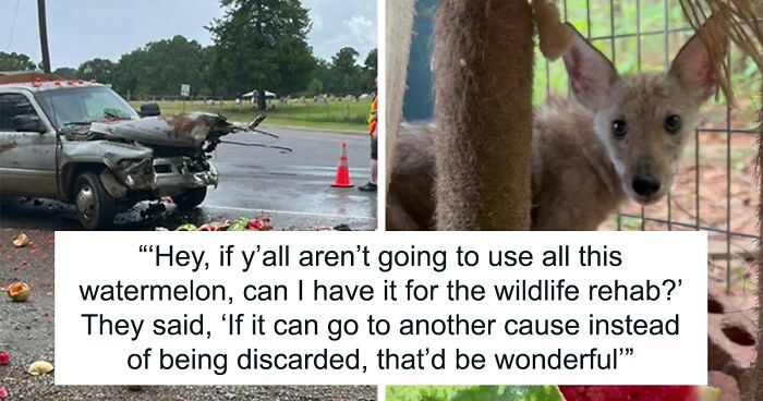 Animals At Wildlife Rescue Rejoice As Dozens Of Squashed Watermelons ...
