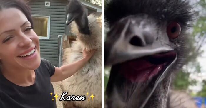 Millions Of People Can’t Get Enough Of The ‘Useless Farm’s’ Animals ...