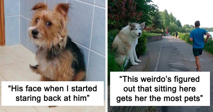 45 Of The Silliest New Pics Of Doggos ‘Malfunctioning’, As Shared On ...