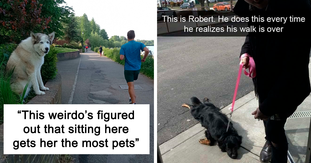 Funny Dog Walking Memes