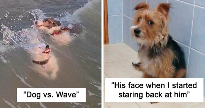 45 Of The Silliest New Pics Of Doggos ‘Malfunctioning’, As Shared On ...