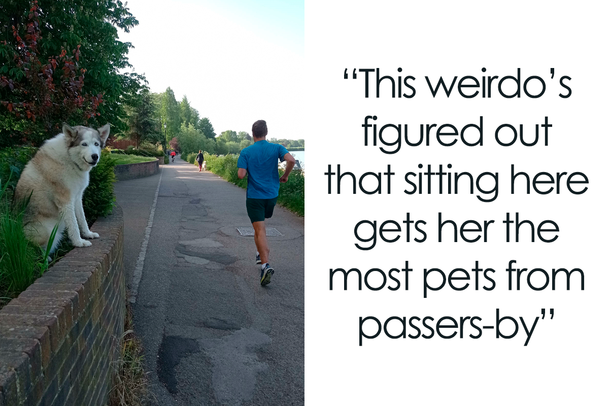 45 Of The Silliest New Pics Of Doggos ‘Malfunctioning’, As Shared On ...