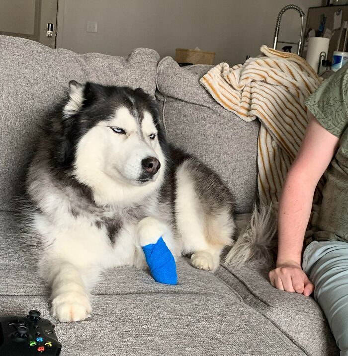 200 Siberian Huskies That Will Melt Every Dog Lover’s Heart | Bored Panda