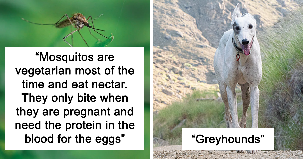 30 Animals That People Are Scared Of Or Don’t Like When They Really ...