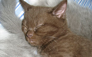 Este perro famélico que no podía ni sostenerse se transformó de forma ...