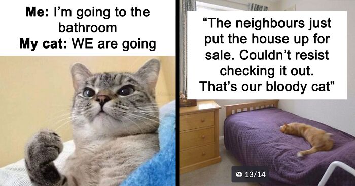 ‘Cats On Catnip’: 50 Funny And Relatable Cat Memes We Loved A Lot