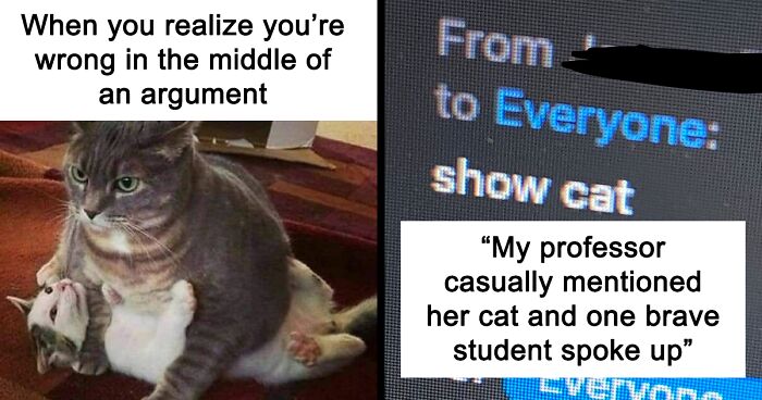‘Cats On Catnip’: 50 Funny And Relatable Cat Memes We Loved A Lot