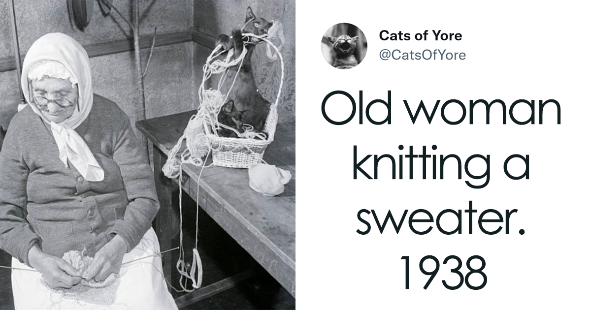 Cats Ruining Stuff Isn’t Only A Modern Struggle As It Is Shown In These ...