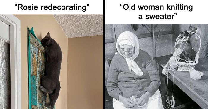 Cats Ruining Stuff Isn’t Only A Modern Struggle As It Is Shown In These ...