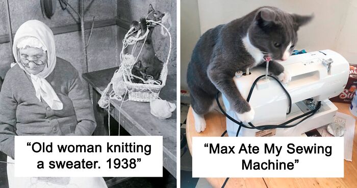 Cats Ruining Stuff Isn’t Only A Modern Struggle As It Is Shown In These ...