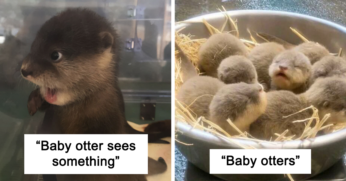 Otter Meme I Made