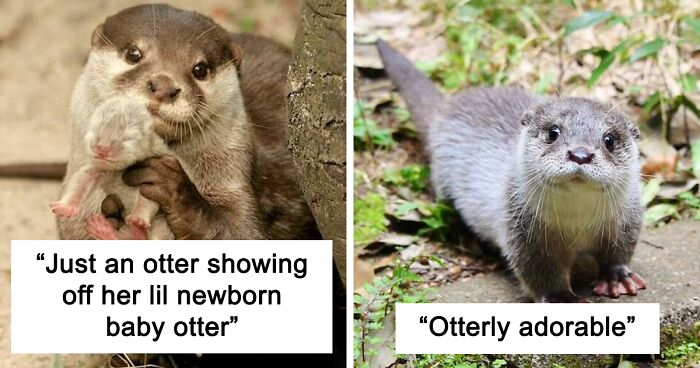 Otters Are One Of The Cutest Animals, Here Are 40 Pics To Prove It ...