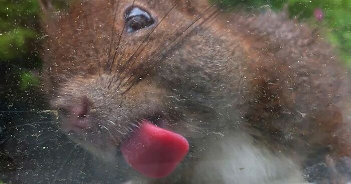 40 Pictures Of Squirrels Doing Cute Squirrel Stuff | Bored Panda