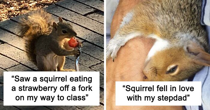 40 Pictures Of Squirrels Doing Cute Squirrel Stuff | Bored Panda
