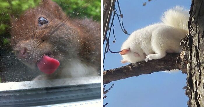 40 Pictures Of Squirrels Doing Cute Squirrel Stuff | Bored Panda