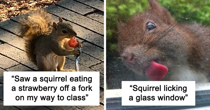 40 Pictures Of Squirrels Doing Cute Squirrel Stuff | Bored Panda