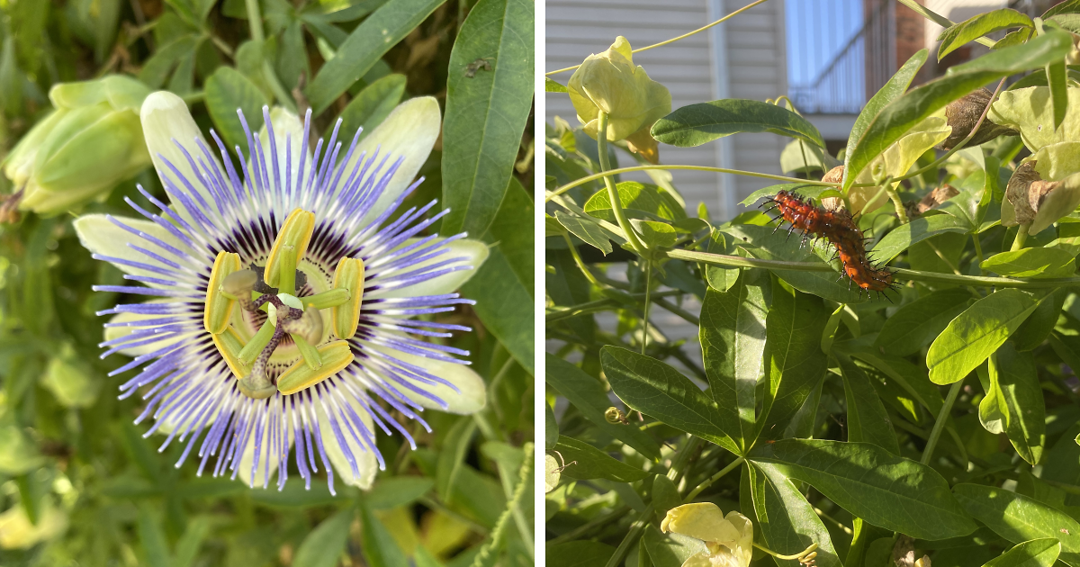 I Capture The Cycle Of Life In Vines My Wife Brought To Our Garden ...