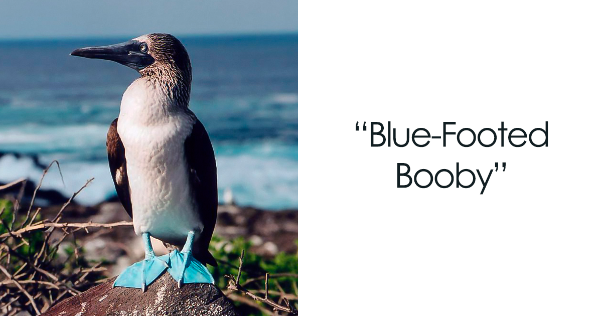 What Happens When Scientists Get Creative And Make Up Funny Animal ...