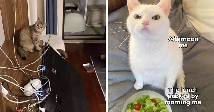 50 Perfectly Accurate Pics And Memes That Capture What It’s Like Living ...