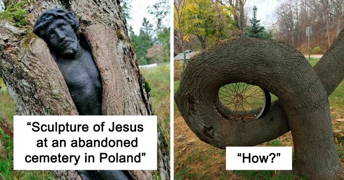 40 Times People Saw Trees ‘Devouring’ Random Objects And Just Had To ...