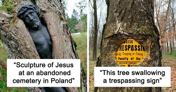 40 Times People Saw Trees ‘Devouring’ Random Objects And Just Had To ...
