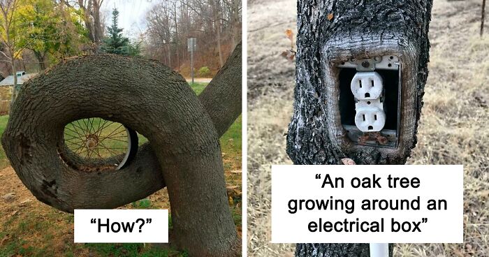 40 Times People Saw Trees ‘Devouring’ Random Objects And Just Had To ...