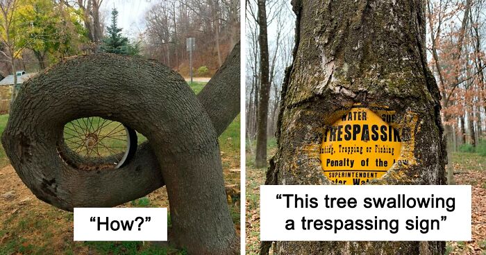 40 Times People Saw Trees ‘Devouring’ Random Objects And Just Had To ...