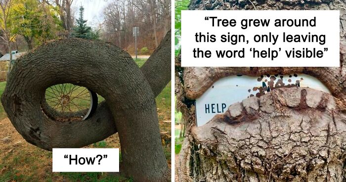 40 Times People Saw Trees ‘Devouring’ Random Objects And Just Had To ...
