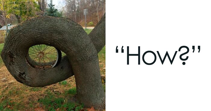 40 Times People Saw Trees ‘Devouring’ Random Objects And Just Had To ...