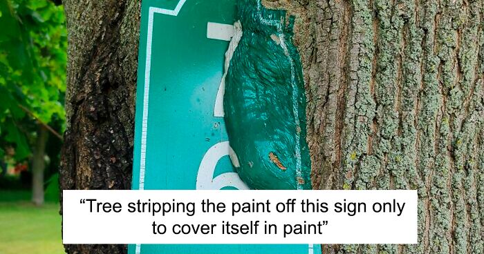 40 Times People Saw Trees ‘Devouring’ Random Objects And Just Had To ...