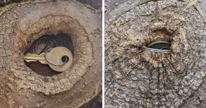 40 Times People Saw Trees ‘Devouring’ Random Objects And Just Had To ...