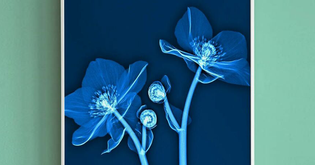 30 Pictures Of Plants That I Took Using X-Ray | Bored Panda