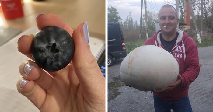 40 ‘Mildly Interesting’ Things Spotted In Nature That Are Actually Surprising (New Pics) | Bored ...