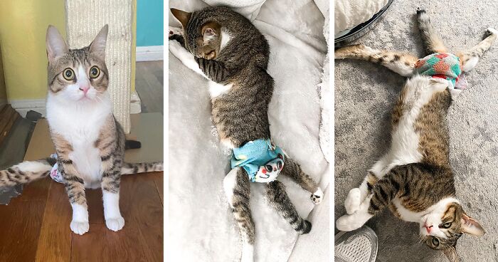 Couple Adopted Paralyzed Cat And Their Story Went Viral | Bored Panda