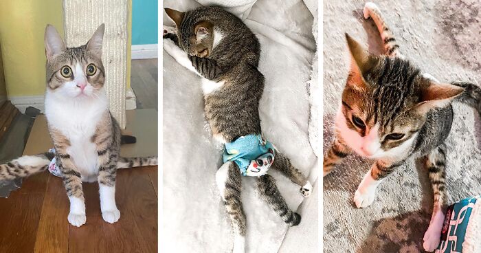 Couple Adopted Paralyzed Cat And Their Story Went Viral | Bored Panda