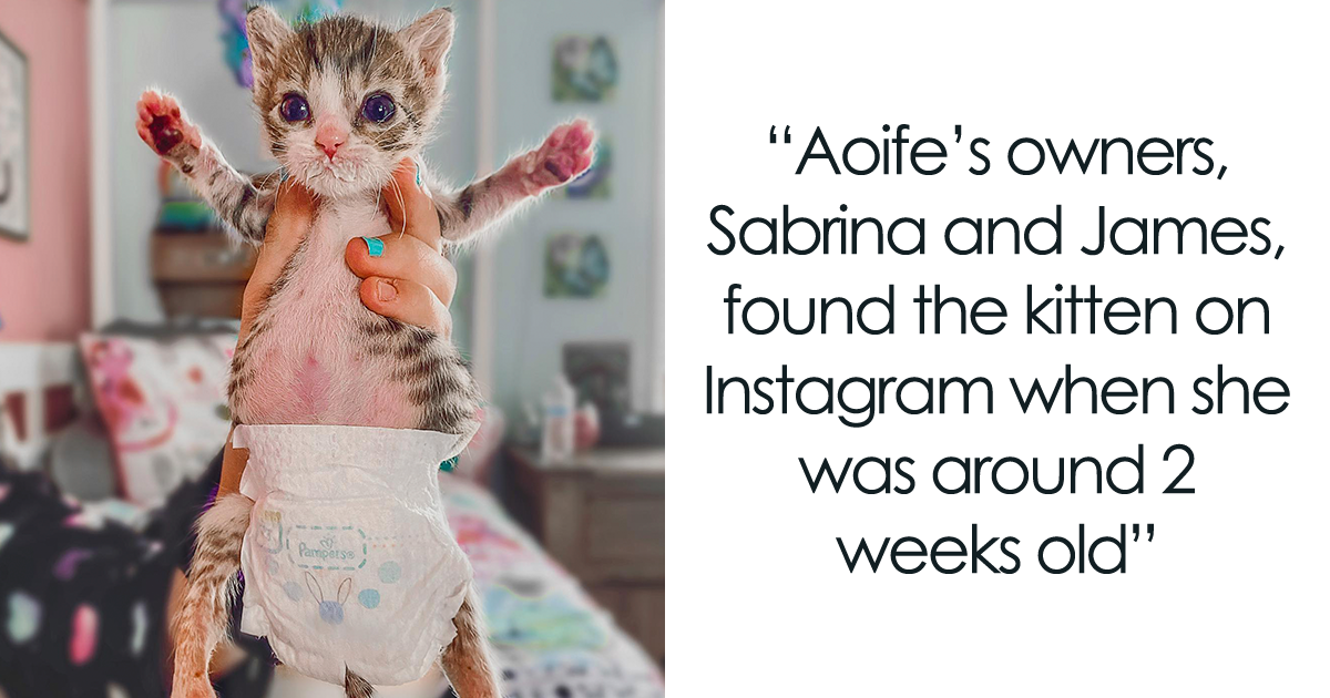 Couple Adopted Paralyzed Cat And Their Story Went Viral | Bored Panda