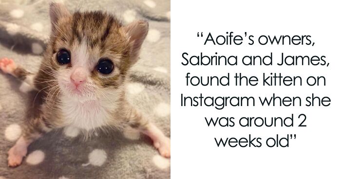 Couple Adopted Paralyzed Cat And Their Story Went Viral | Bored Panda