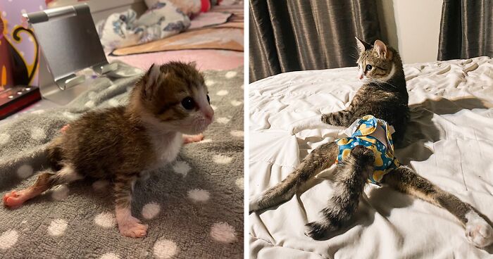 Couple Adopted Paralyzed Cat And Their Story Went Viral | Bored Panda