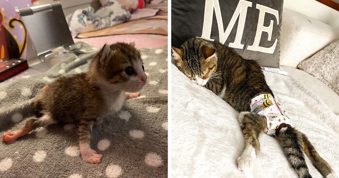Couple Adopted Paralyzed Cat And Their Story Went Viral | Bored Panda