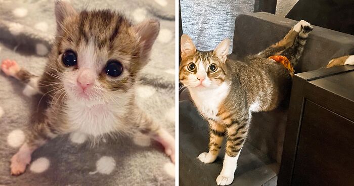 Couple Adopted Paralyzed Cat And Their Story Went Viral | Bored Panda