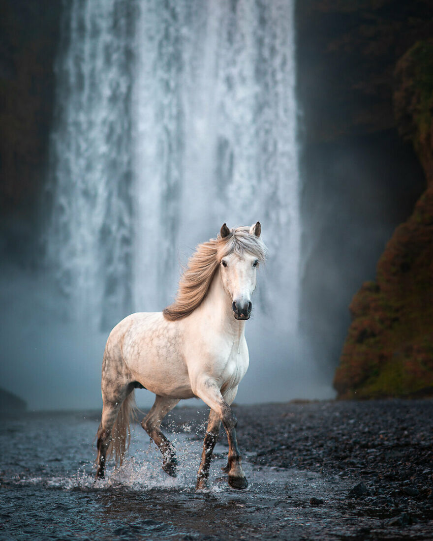 Beautiful Horse Photography