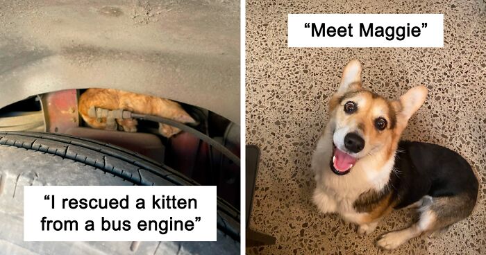 50 Wholesome Rescue Pet Pics To Heal Your Soul (September Edition ...