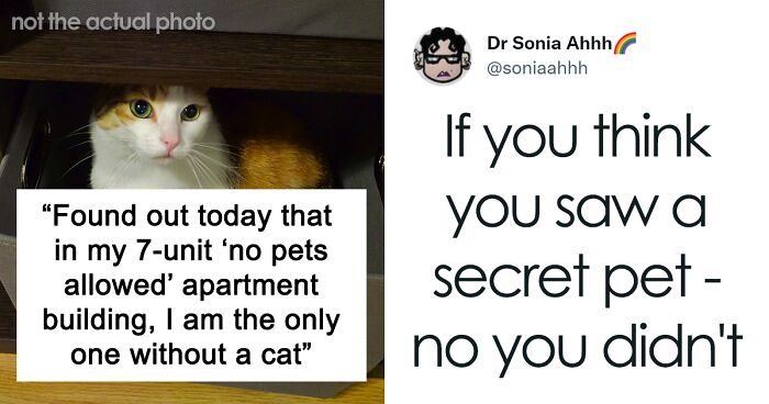 Man Finds Out Everyone In His Apartment Building Has A Cat Even Though ...