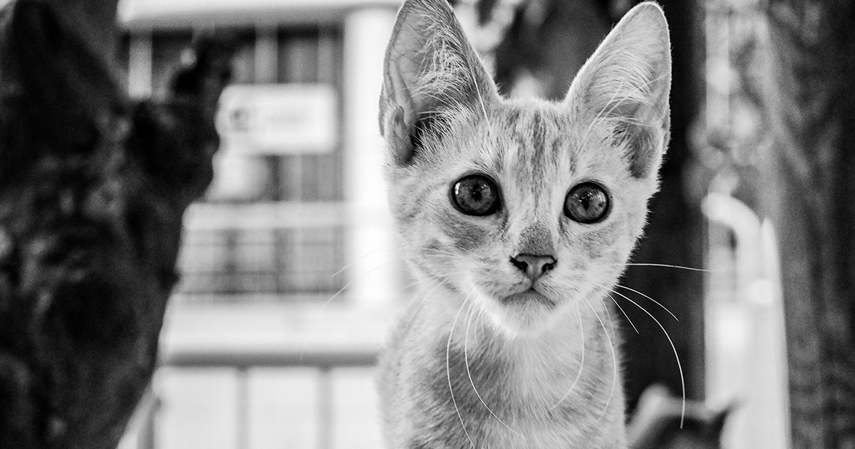 I Take Photos Of Stray Cats And This Time They Are In Black And White ...