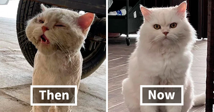 50 Interesting Comparison Images That Help Make Sense Of The Things ...